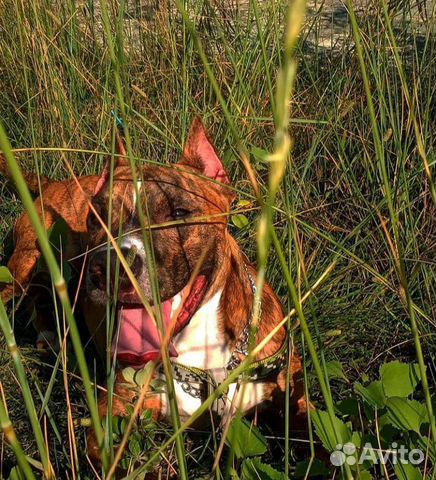 Американский Стаффордширский Терьер