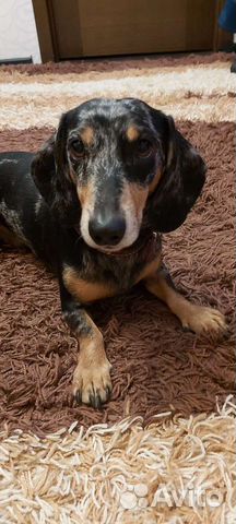 Кавалер ищет даму)