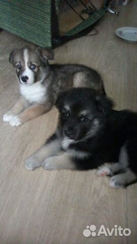 Красивые щенки - толстопопики в добрые руки