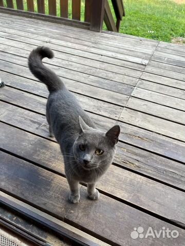 Молодой ласковый кот породы русская голубая