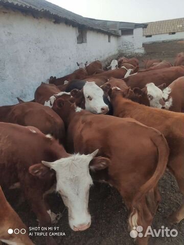 Телочки телята