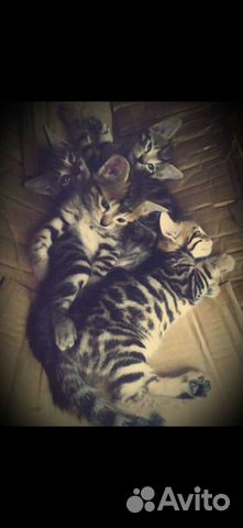 Бенгальские котята