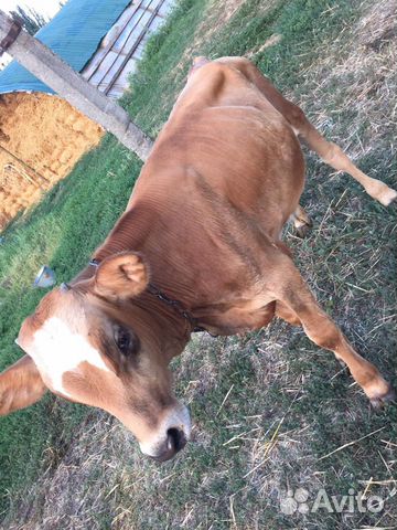 Бычки с барашками