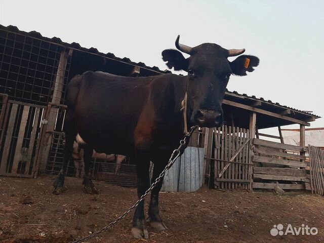 Продам корову