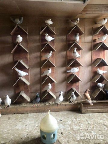 Голуби и насесты для голубей