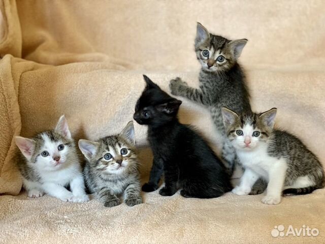 Котятки в заботливую семью