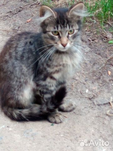 Котята от сибирской кошки