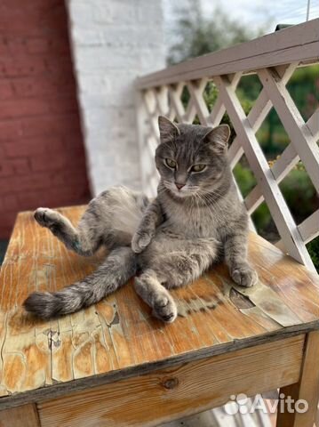Кошка найденыш