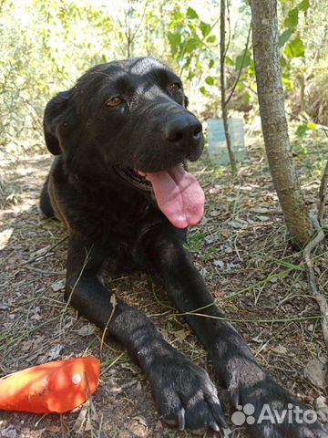 Ласковая собака в дар