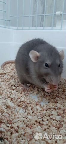 Крысы дамбо отдам в добрые руки