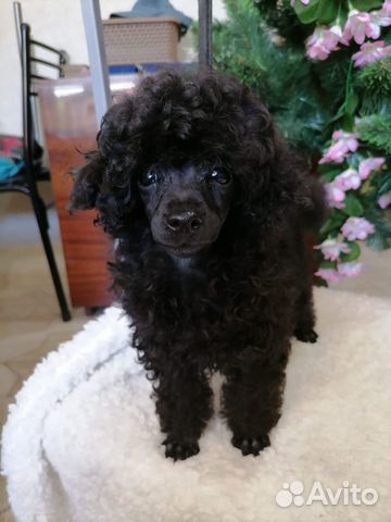 Щенки серебристых, белых пуделей