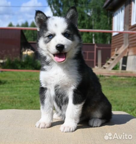 Девочка якутской лайки