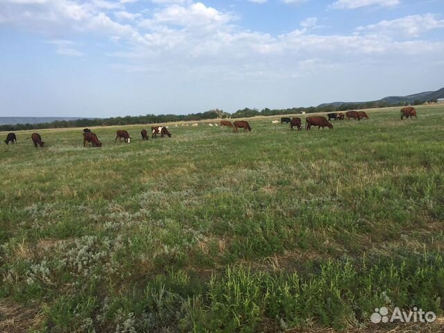 Продаю дойных каров 10 штук