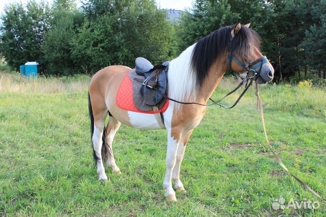 Продам коня