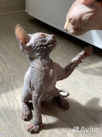 Котята сфинкс