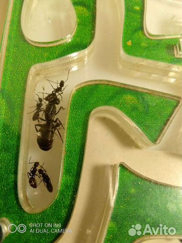 Муравьи camponotus vagus с формикарием