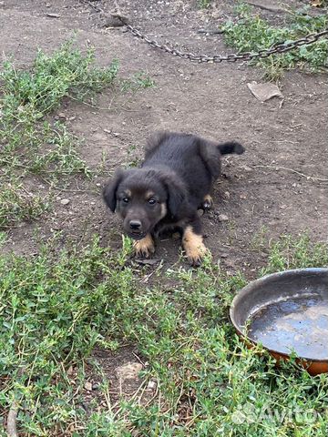 Милейшие пампушки ищут дом