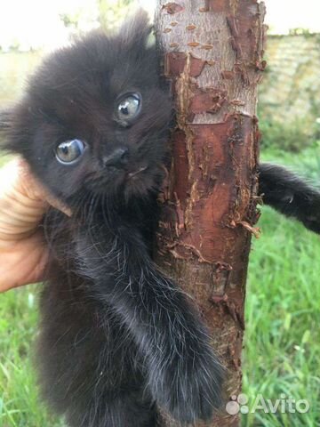 Котята