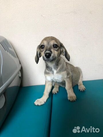 Адель в поисках любящей семьи