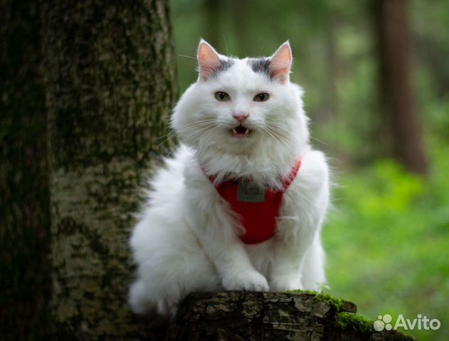 Кот Патрик 2,5 года в добрые руки, кастрирован