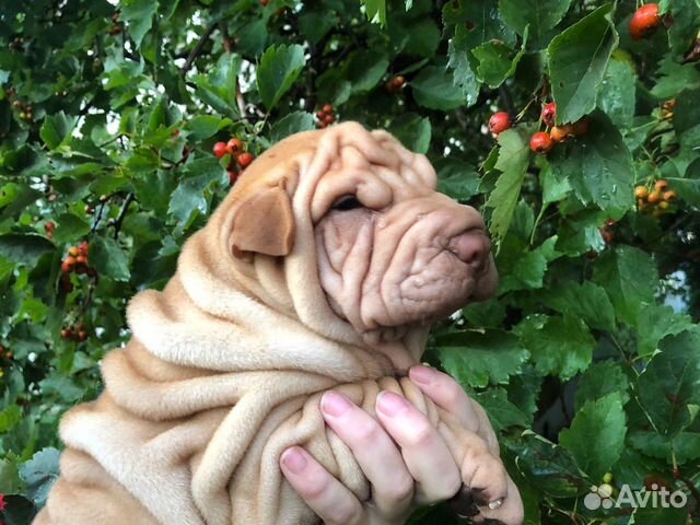 Щенок шарпея. Санкт-Петербург