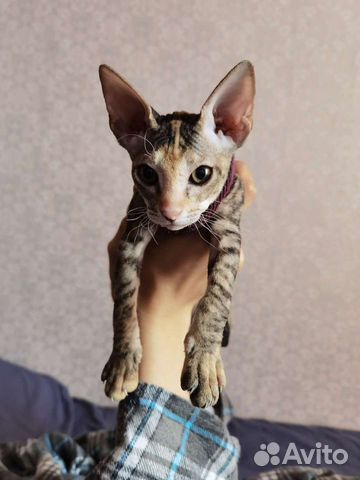 Девочка сфинкс под ответственность