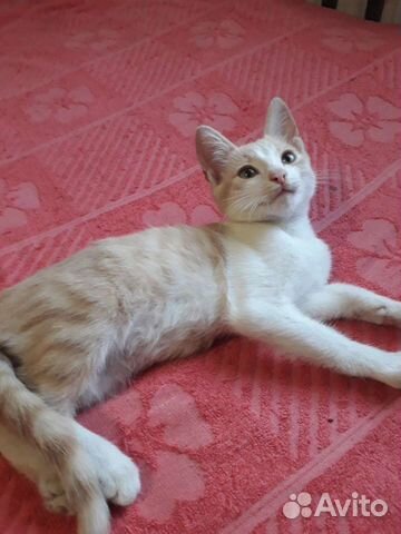 Котик Бублик ищет