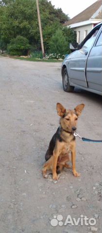 Малорослый метис в добрые руки