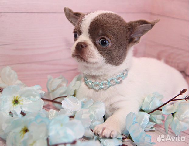 Леди совершенство