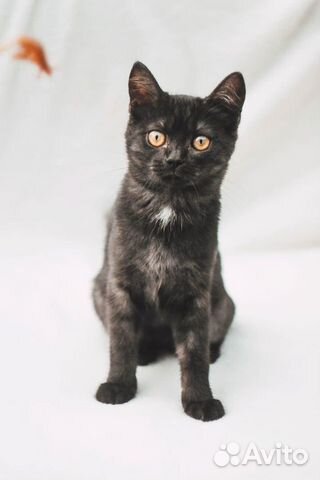 Кошка Роксана