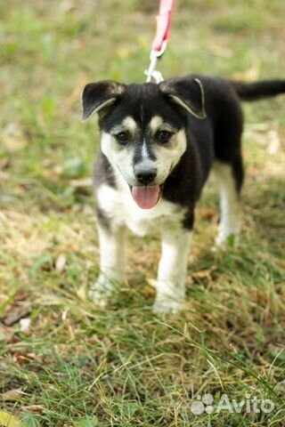 Щенок бевочка метис хаски 4 месяца