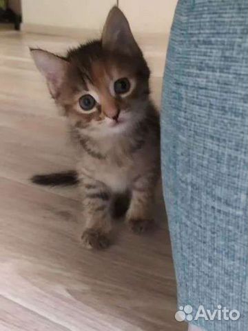 Шустрые котята
