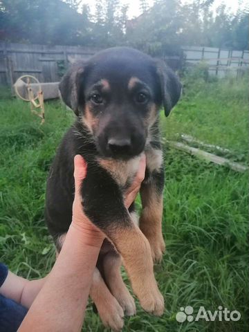 Щенок немецкой овчарки