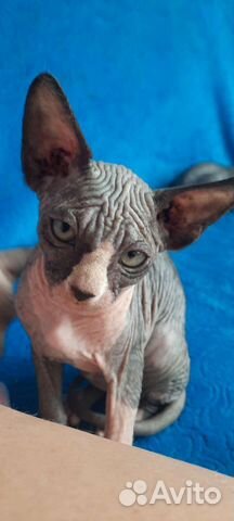 Канадский сфинкс