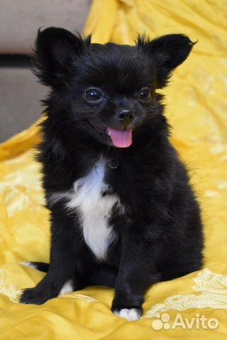 Чихуашечки