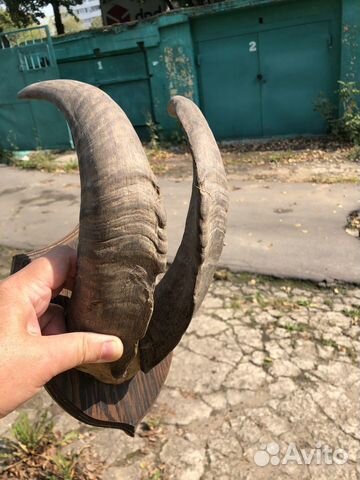 Рога на подставке