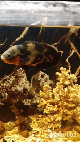 Рыба астранотус, сом в подарок
