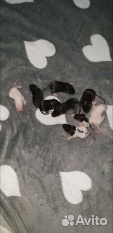 Крысята дамбо