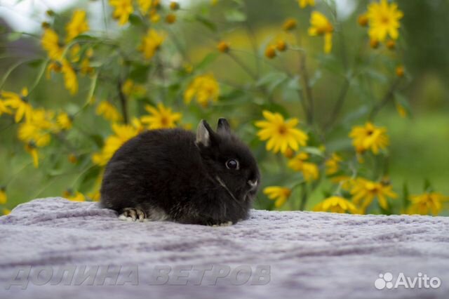 Львиноголовый кролик, девочка 1 год, 1 кг