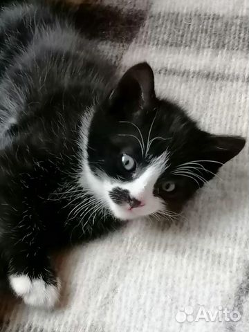 Котята маркизики в добрые руки