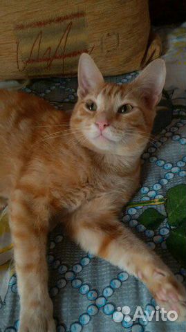 Котенок рыжик в добрые руки