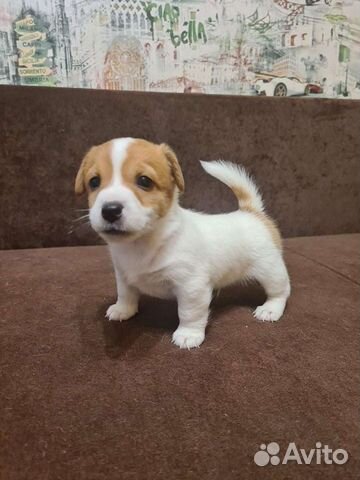 Щенки джек Рассел терьер