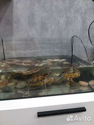 Красноухая черепаха (2 шт) бесплатно с аквариумом