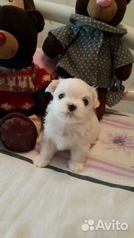 Болонки.Нереальная красотка девочка мальтезе Элли