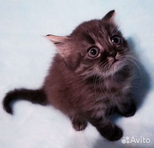 Кошенька Рисинка