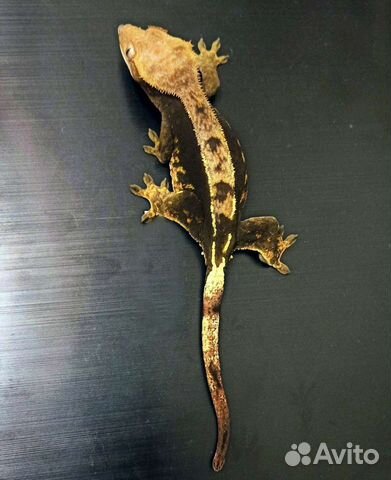 Реснитчатый бананоед самка 3 года