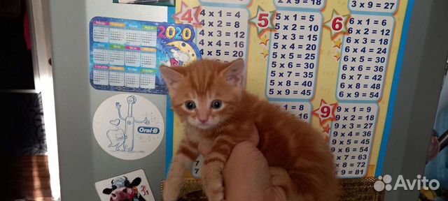 Котенок рождённый от любви