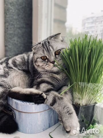 Шотландская вислоухая