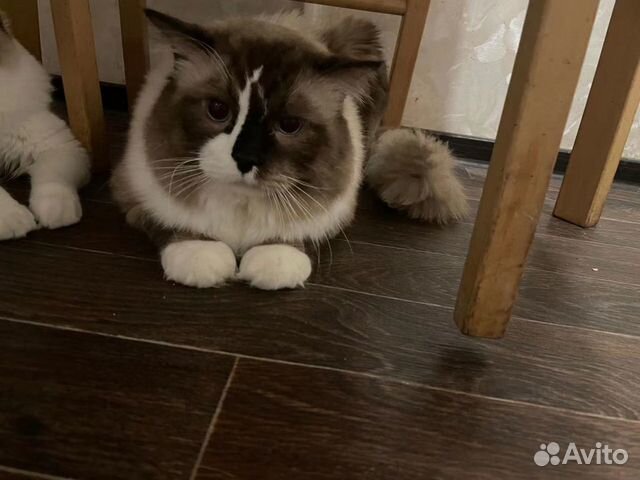 Кукольные кошки на продажу