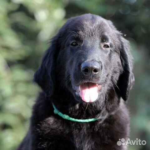 Flat-Coated Retriever (флэт)